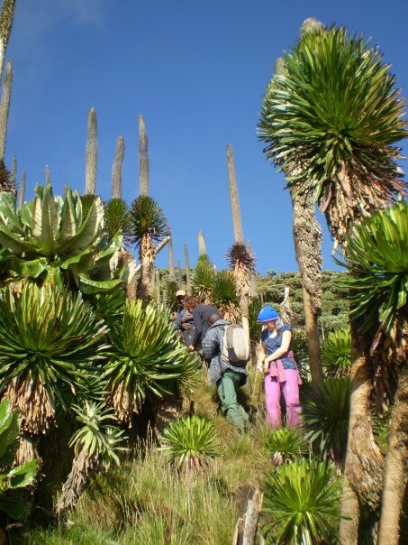 Karisimbi – Snow in the Heart of Africa – Hey Loons