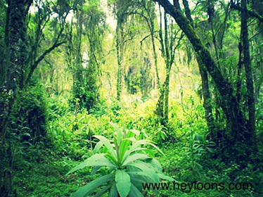 Karisimbi – Snow in the Heart of Africa – Hey Loons