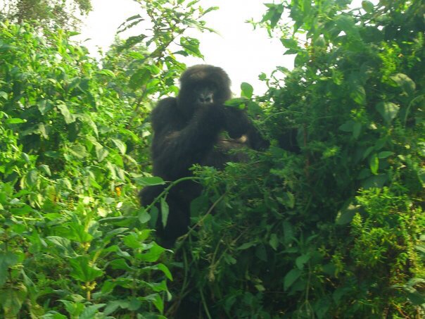 Karisimbi – Snow in the Heart of Africa – Hey Loons