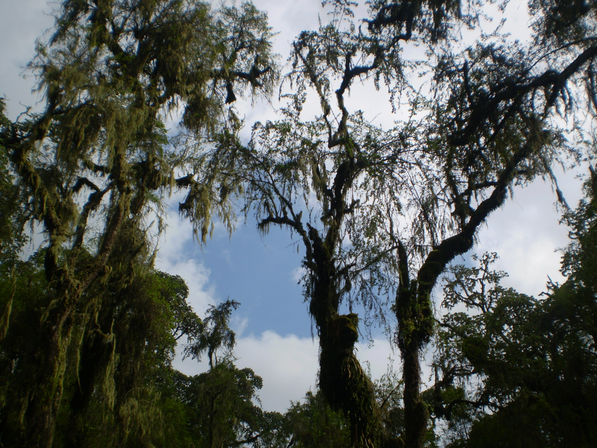 OLYMPUS DIGITAL CAMERA – Hey Loons